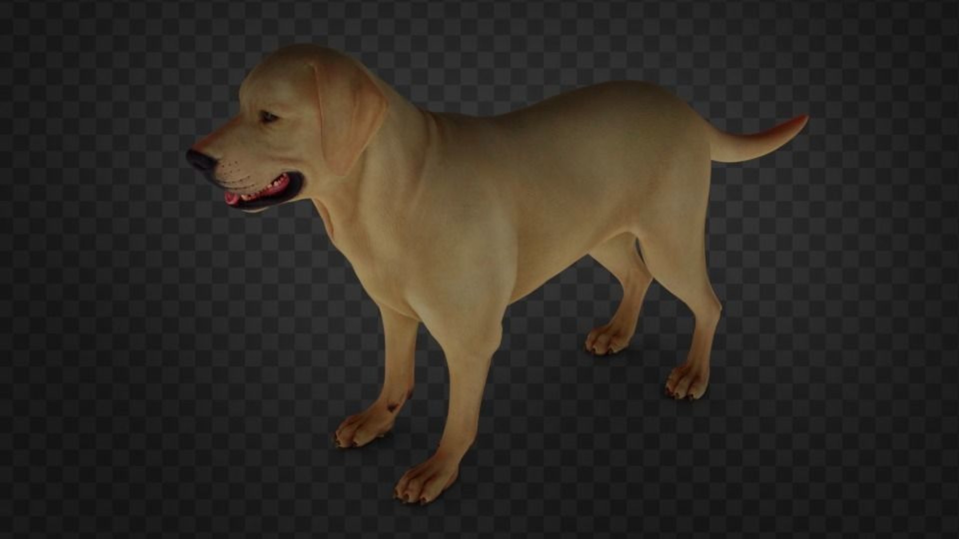 3D Dog Animal Labrador Model - TurboSquid 1245416