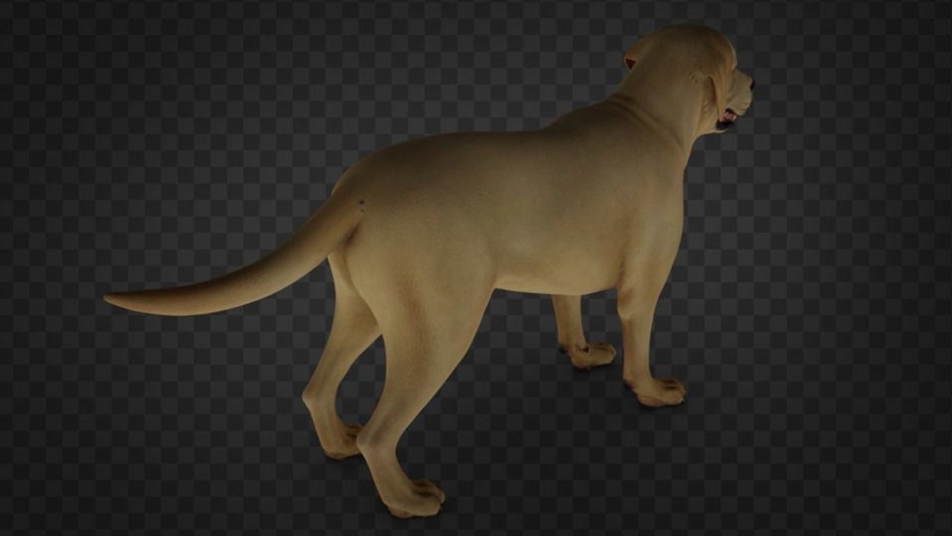 3D Dog Animal Labrador Model - TurboSquid 1245416