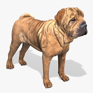 Shar Pei 3D Models for Download | TurboSquid
