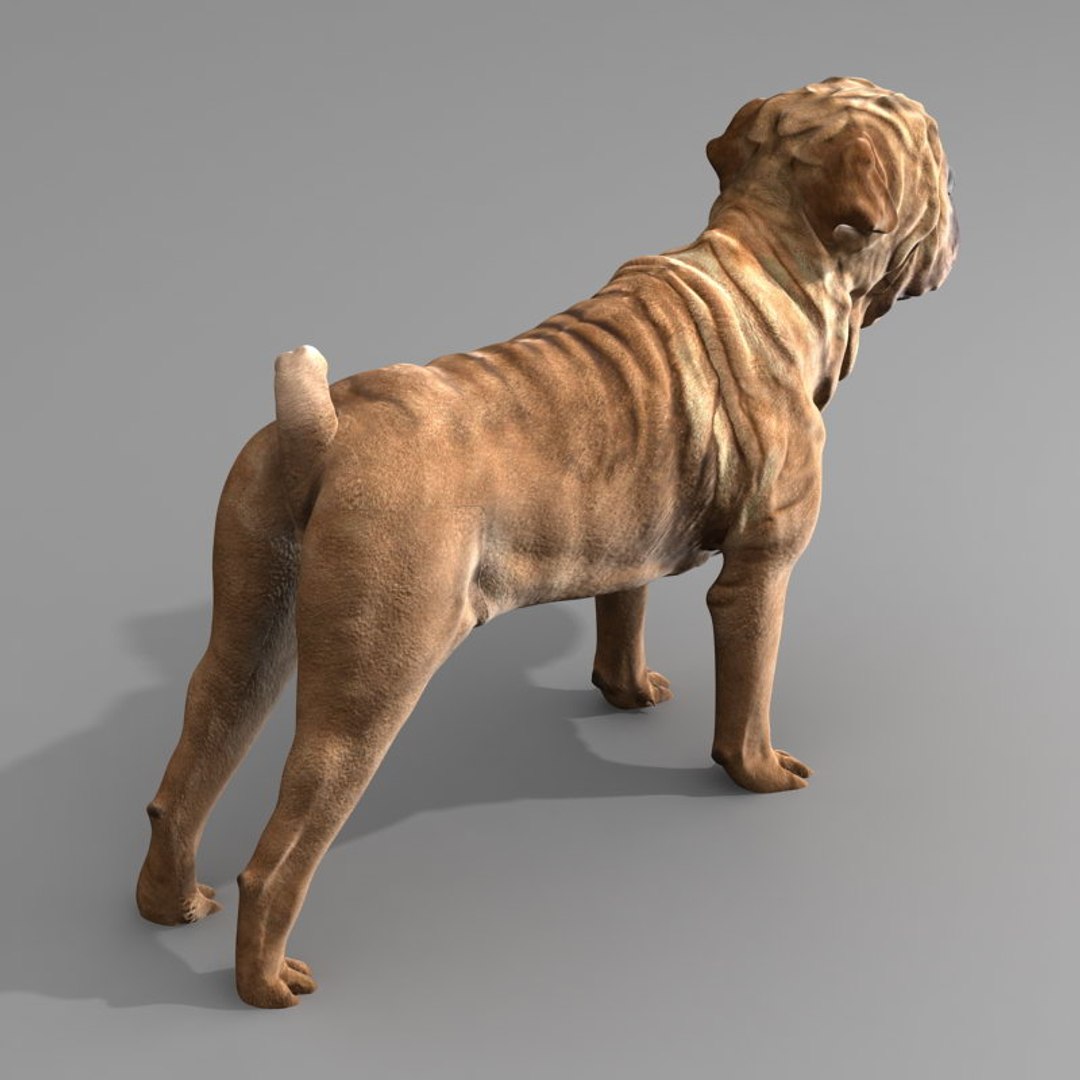 3d Model Shar Pei