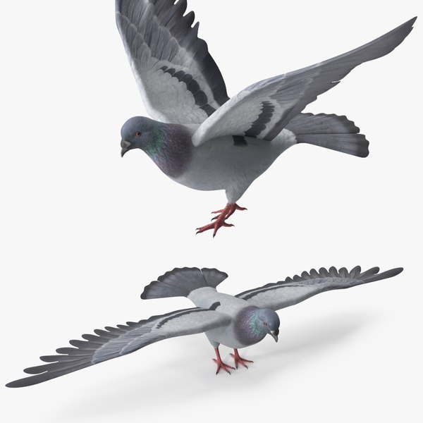 Low Poly Rock Dove Rigged für Maya 3D-Modell - TurboSquid 2458271