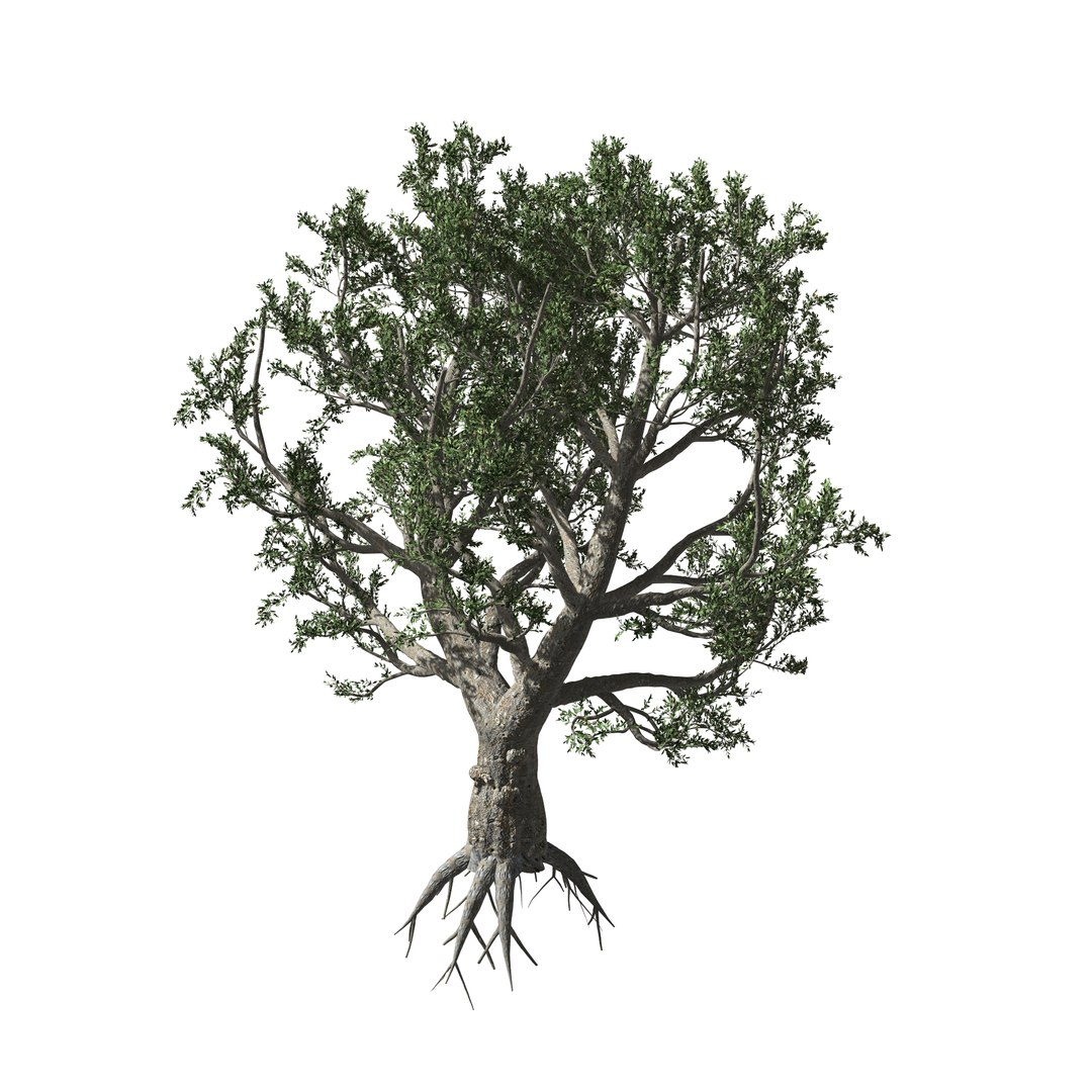 3D Model Olive Tree - TurboSquid 1581121
