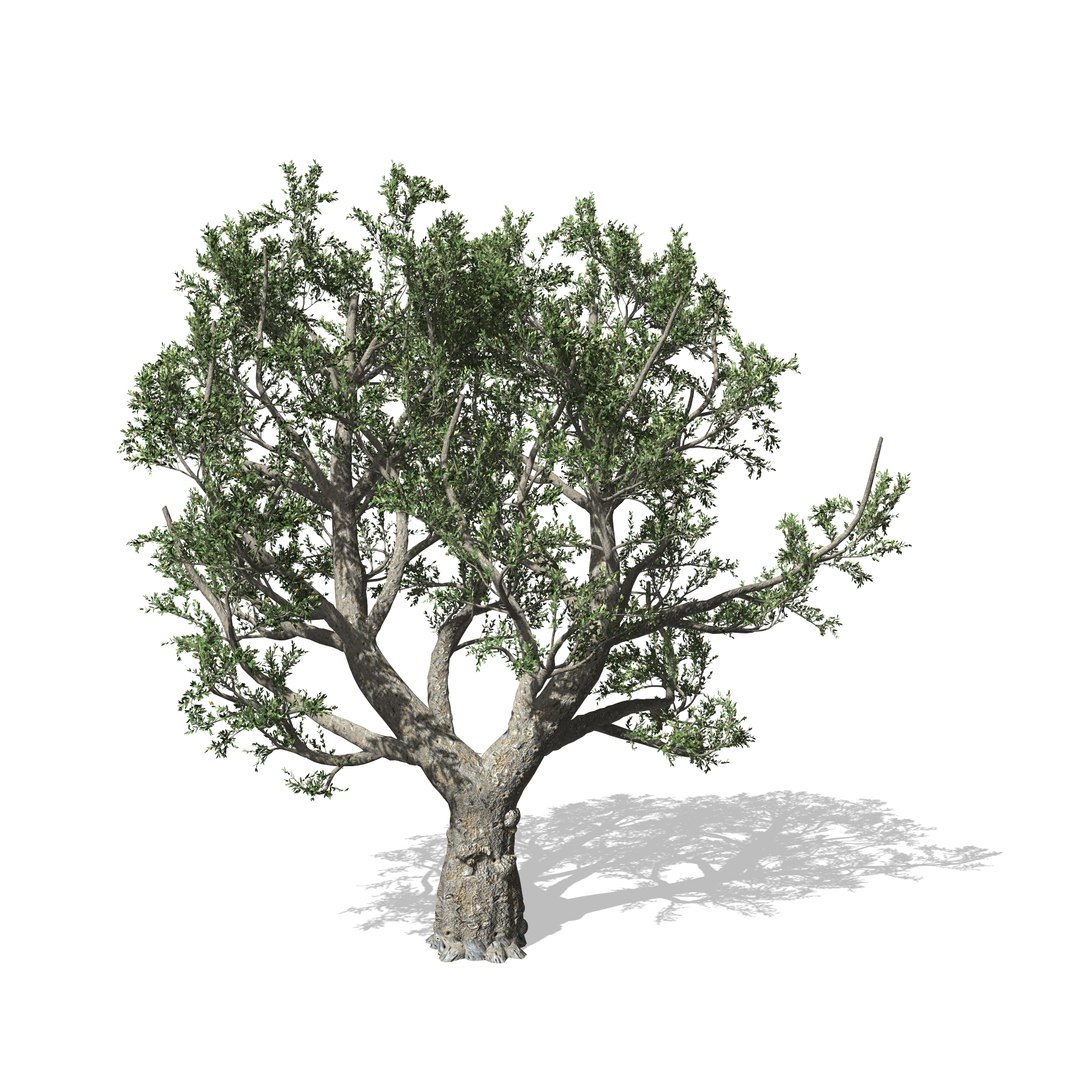 3D Model Olive Tree - TurboSquid 1581121