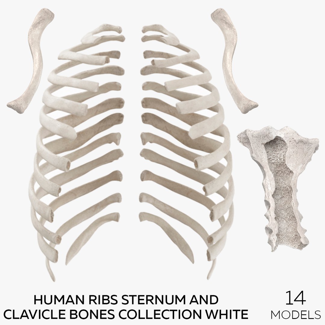 3D Human Ribs Sternum and Clavicle Bones Collection White - 14 models ...