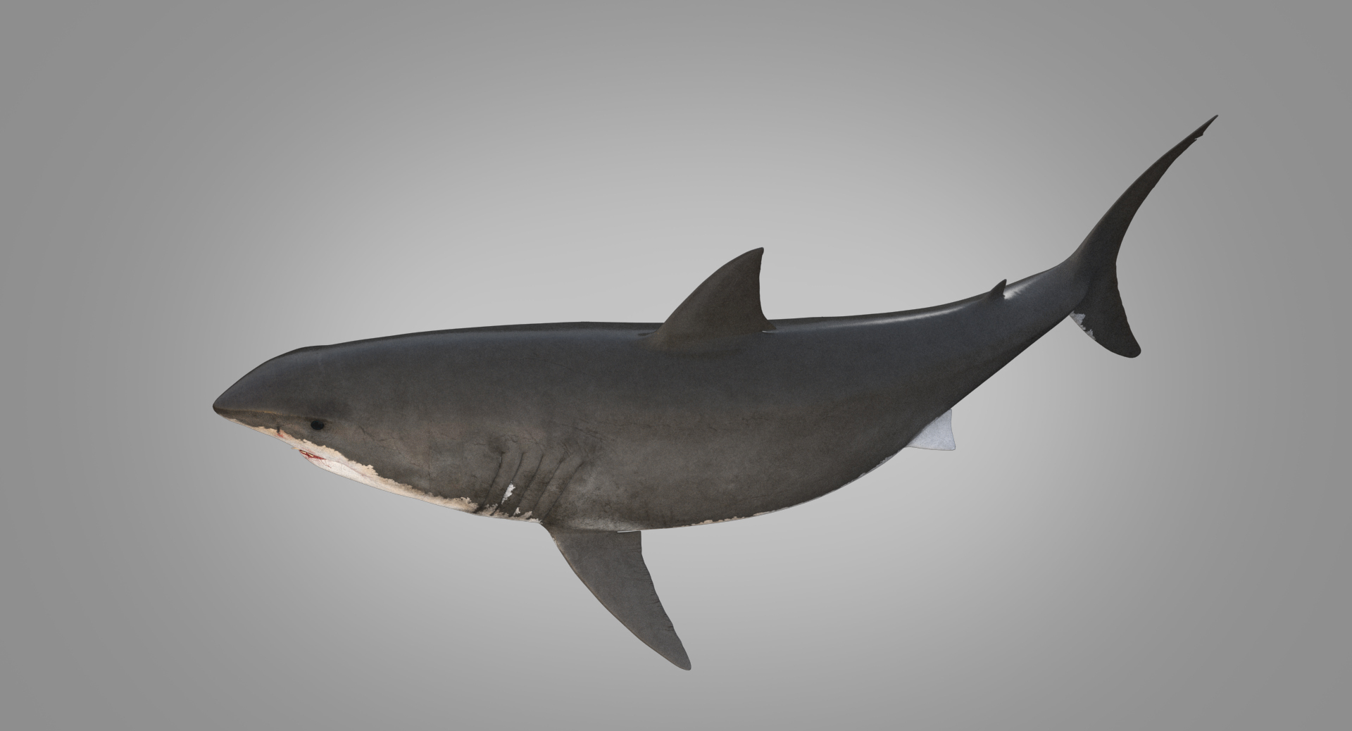 Biały rekin animowany Model 3D - TurboSquid 1346790