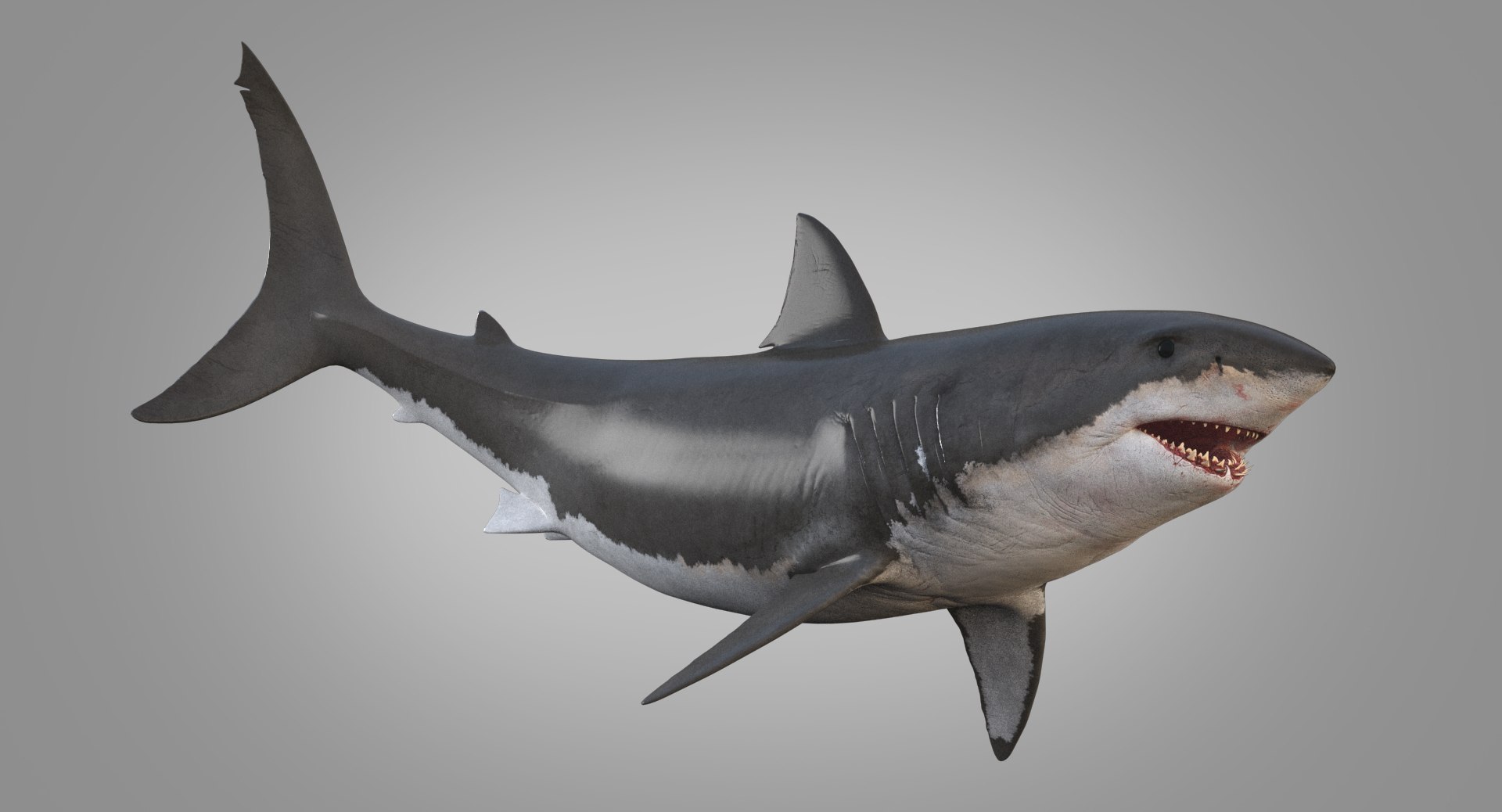 3D Shark Animation White - TurboSquid 1346790