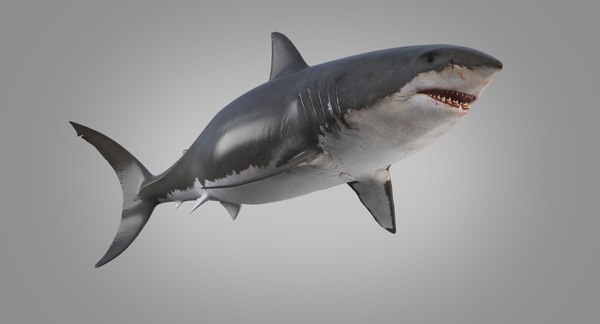 Biały rekin animowany Model 3D - TurboSquid 1346790