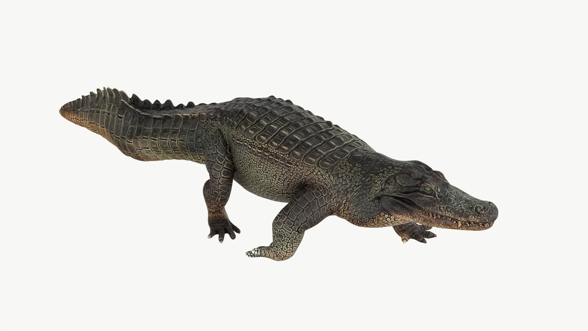 3D Crocodile Realistic Walking - TurboSquid 2214386