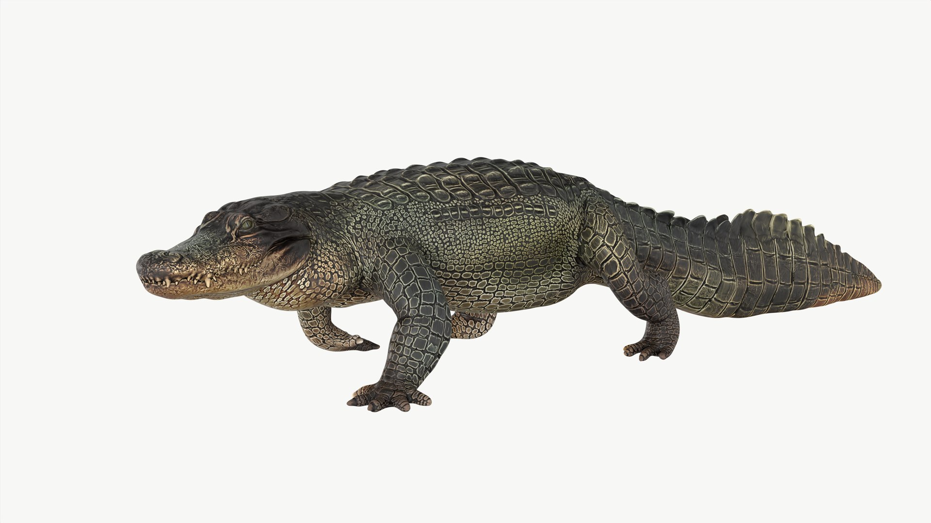 3D Crocodile Realistic Walking - TurboSquid 2214386