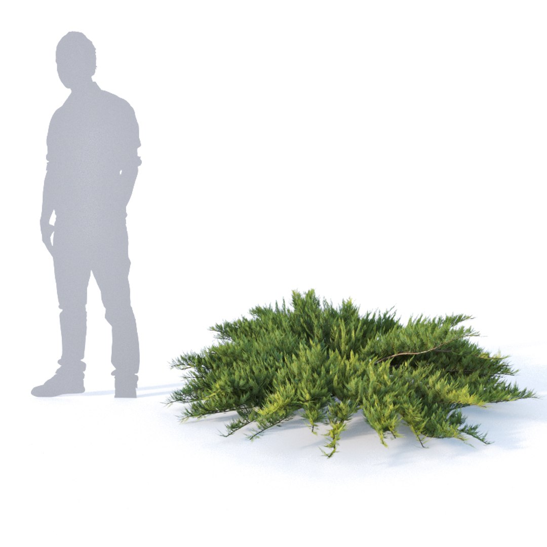 3D Juniper Bushes - TurboSquid 1595689