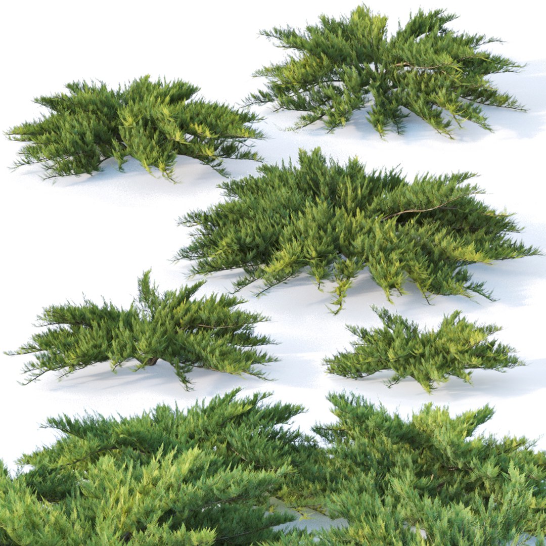 3D Juniper Bushes - TurboSquid 1595689