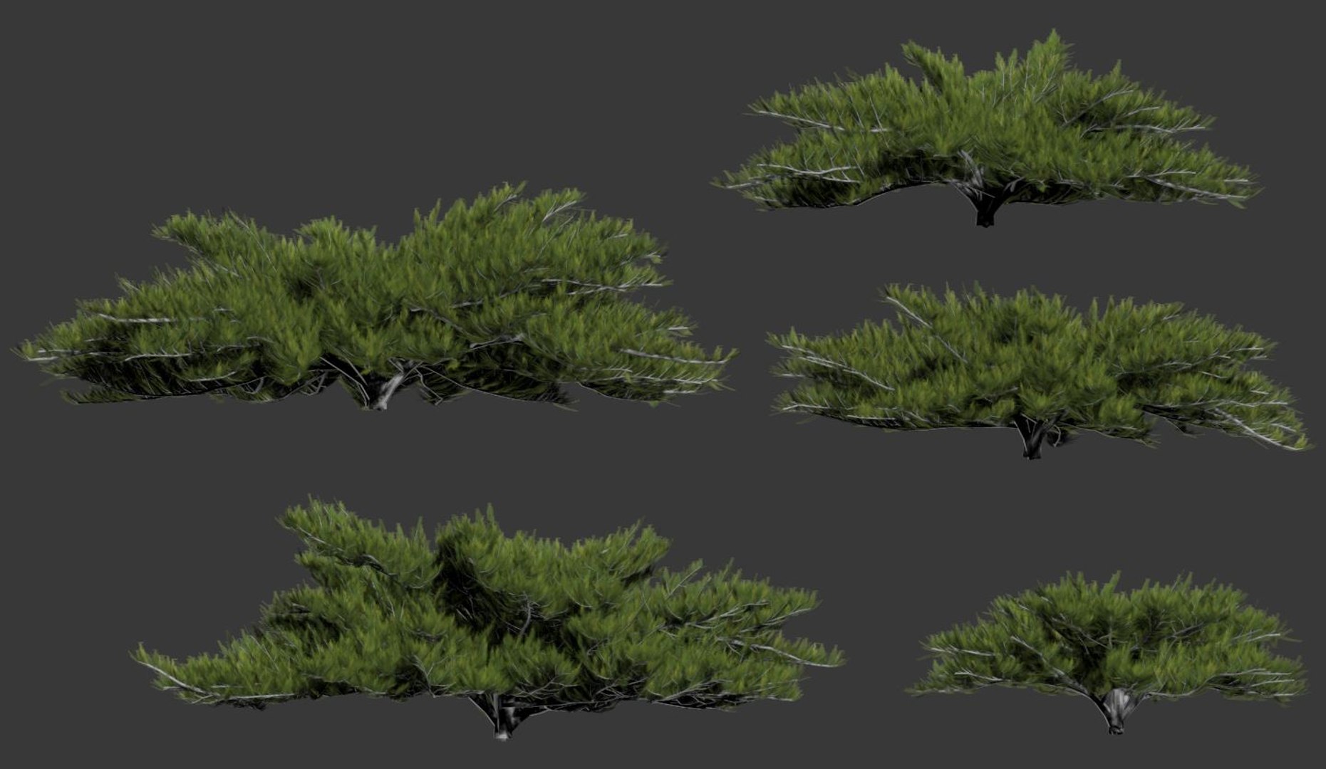 3D Juniper Bushes - TurboSquid 1595689