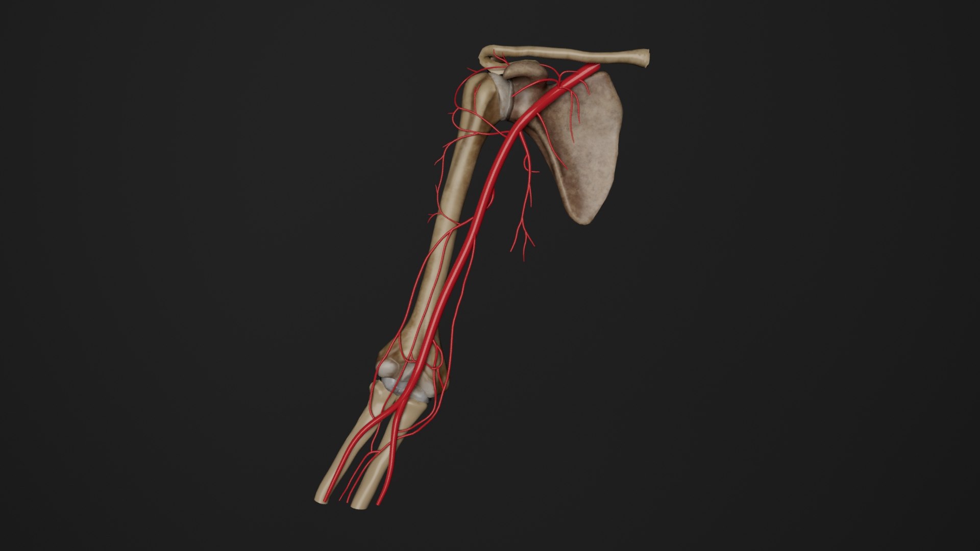 Human Anatomy-Nervous System -Arterial System Of Arm Model - TurboSquid ...