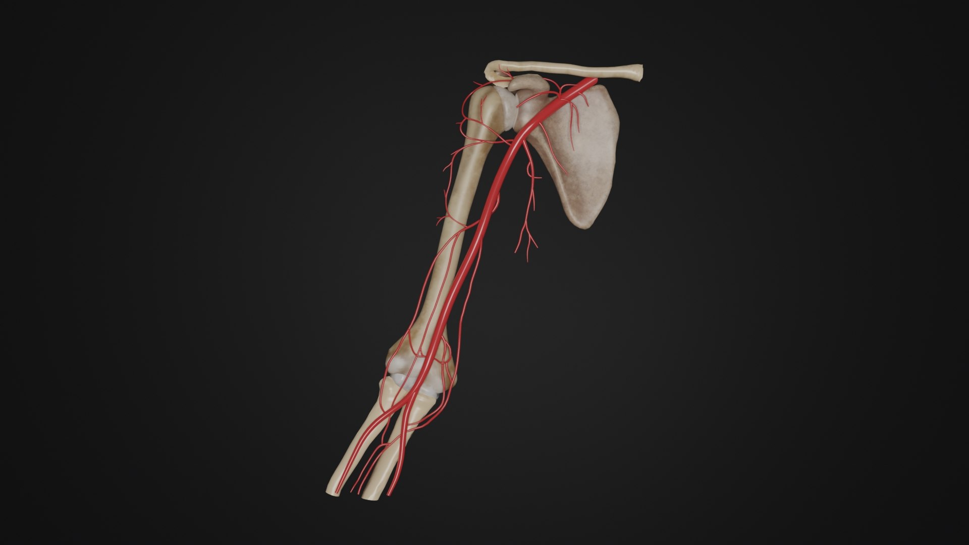 Human Anatomy-Nervous System -Arterial System Of Arm Model - TurboSquid ...