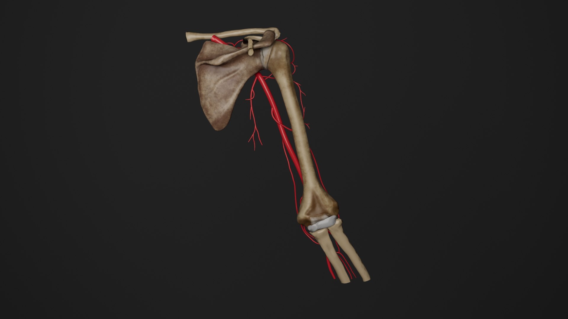 Human Anatomy-Nervous System -Arterial System Of Arm Model - TurboSquid ...