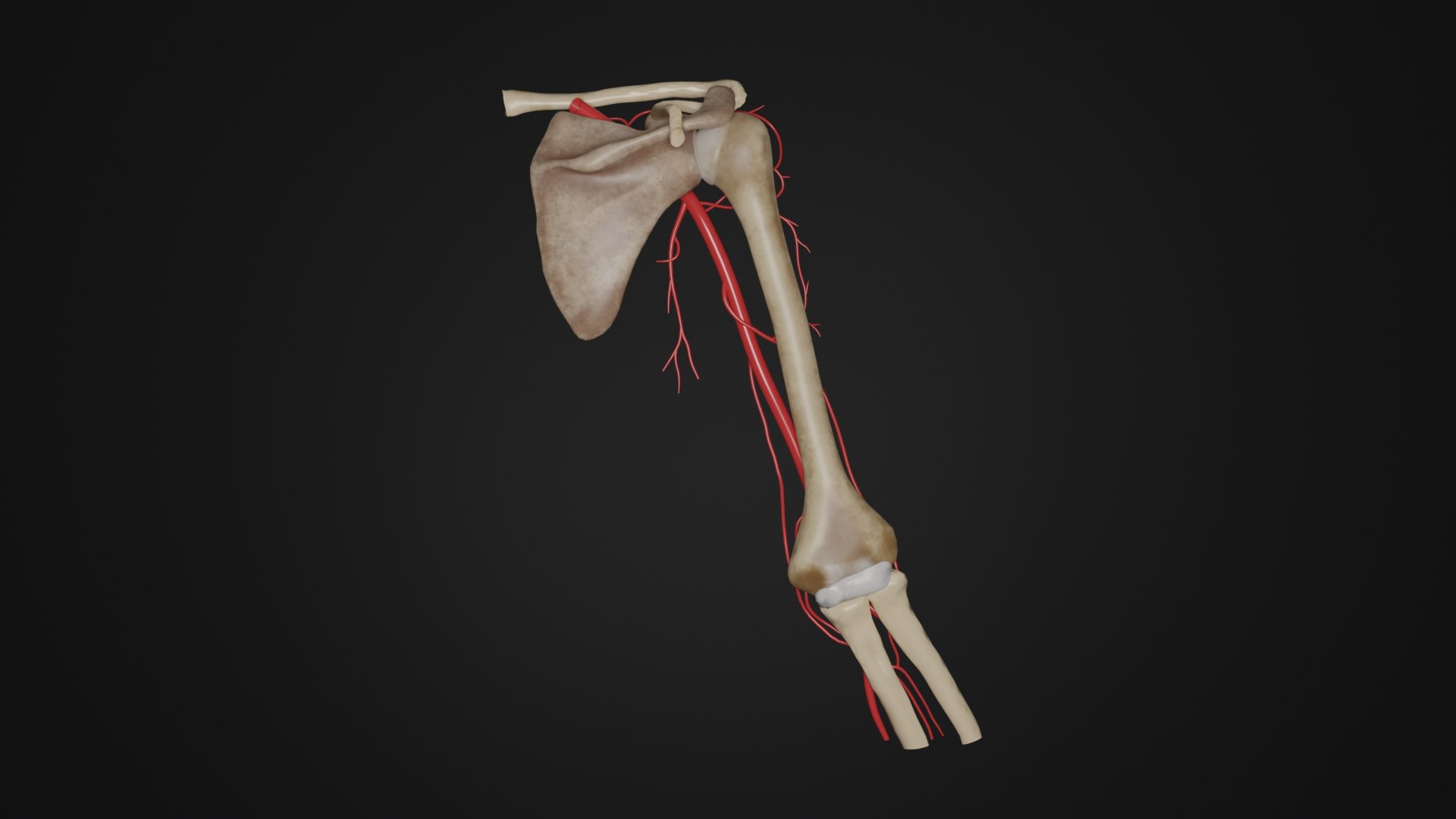 Human Anatomy-Nervous System -Arterial System Of Arm Model - TurboSquid ...