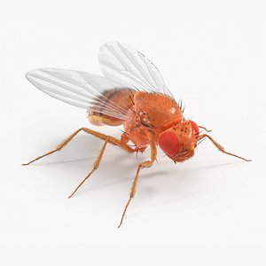3D Fruit Fly Models - Browse & Download Formats - TurboSquid