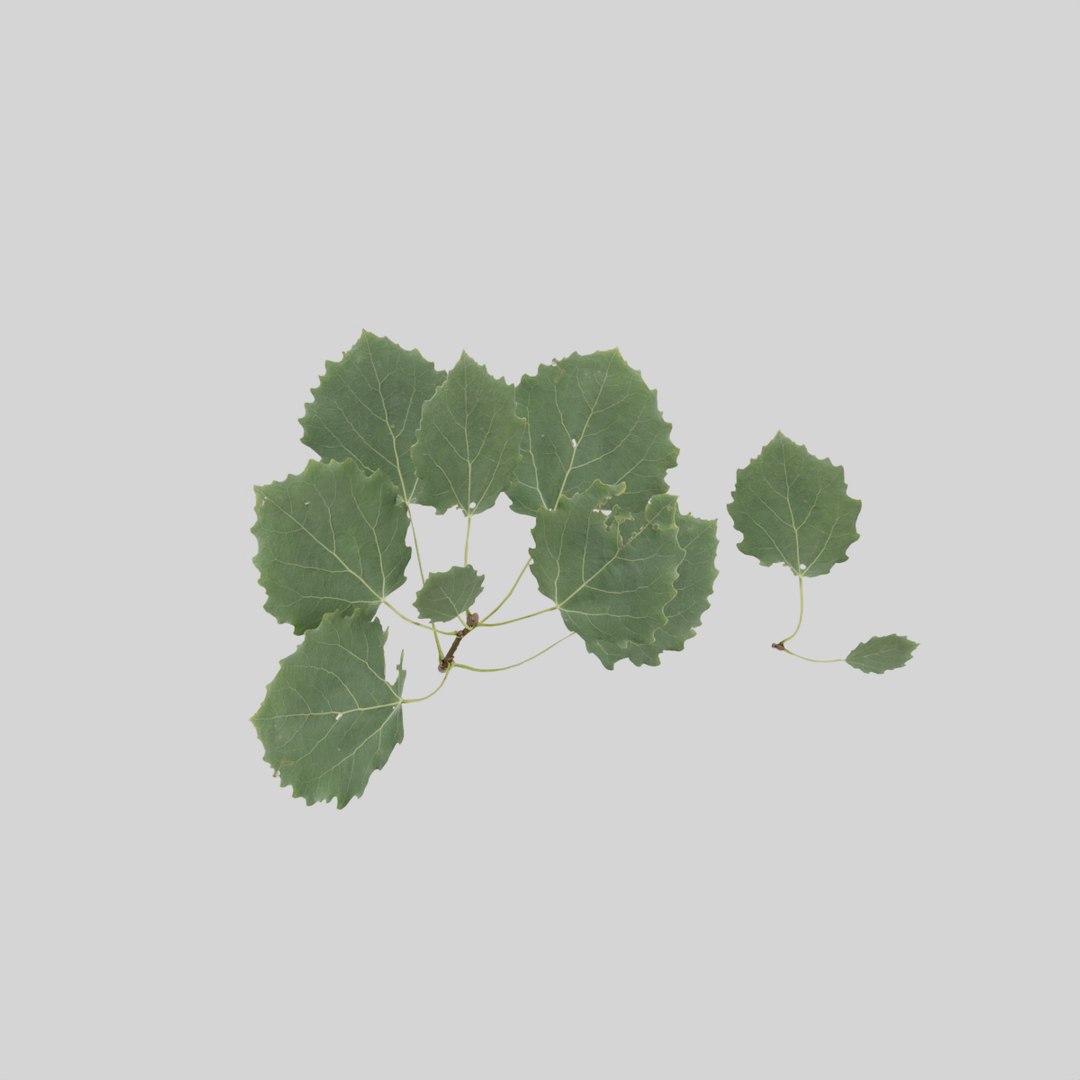3D Populus Tremula Twig Detailed 3D Botanical Model - TurboSquid 2132872