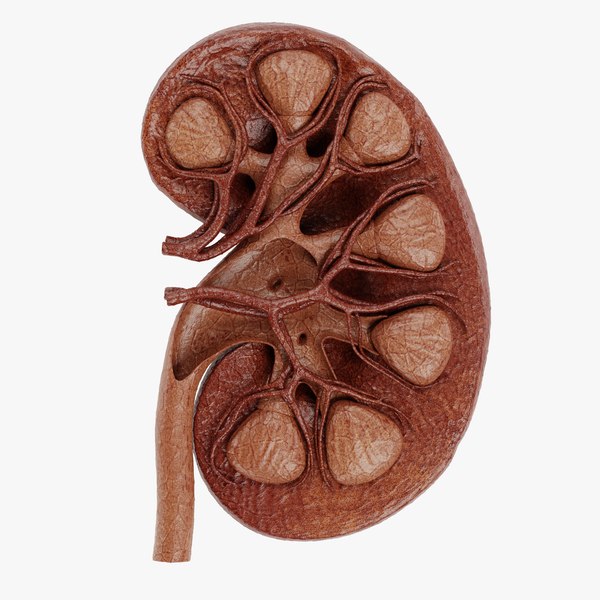Kidney 3D Models for Download | TurboSquid