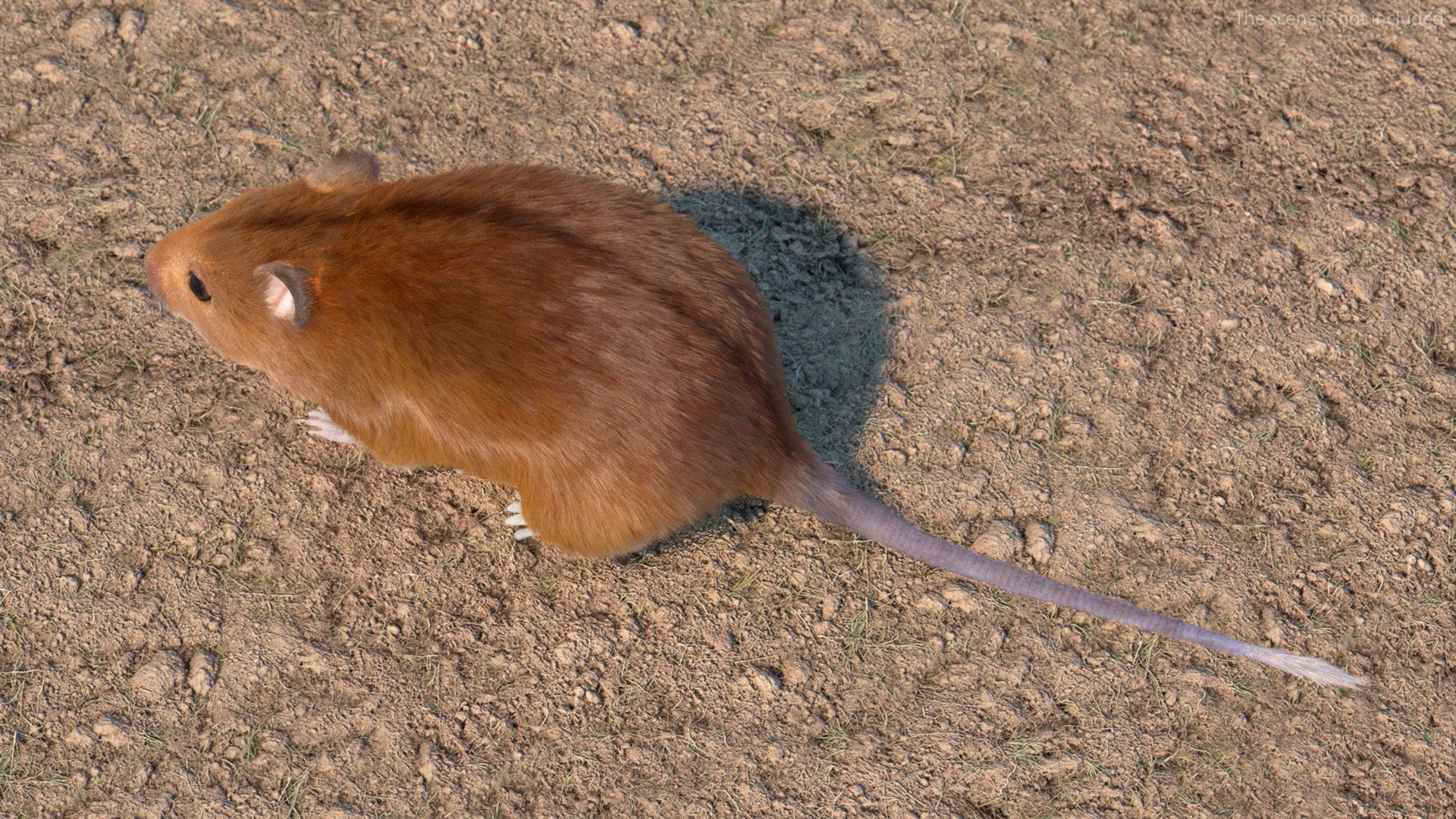 Kakadu Pebble-mound Mouse Base Pose Fur 3D - TurboSquid 2199208