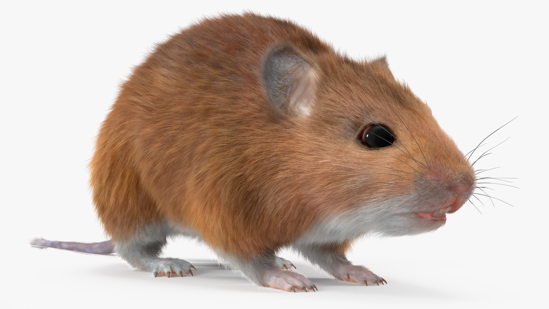 Kakadu Pebble-mound Mouse Base Pose Fur 3D - TurboSquid 2199208