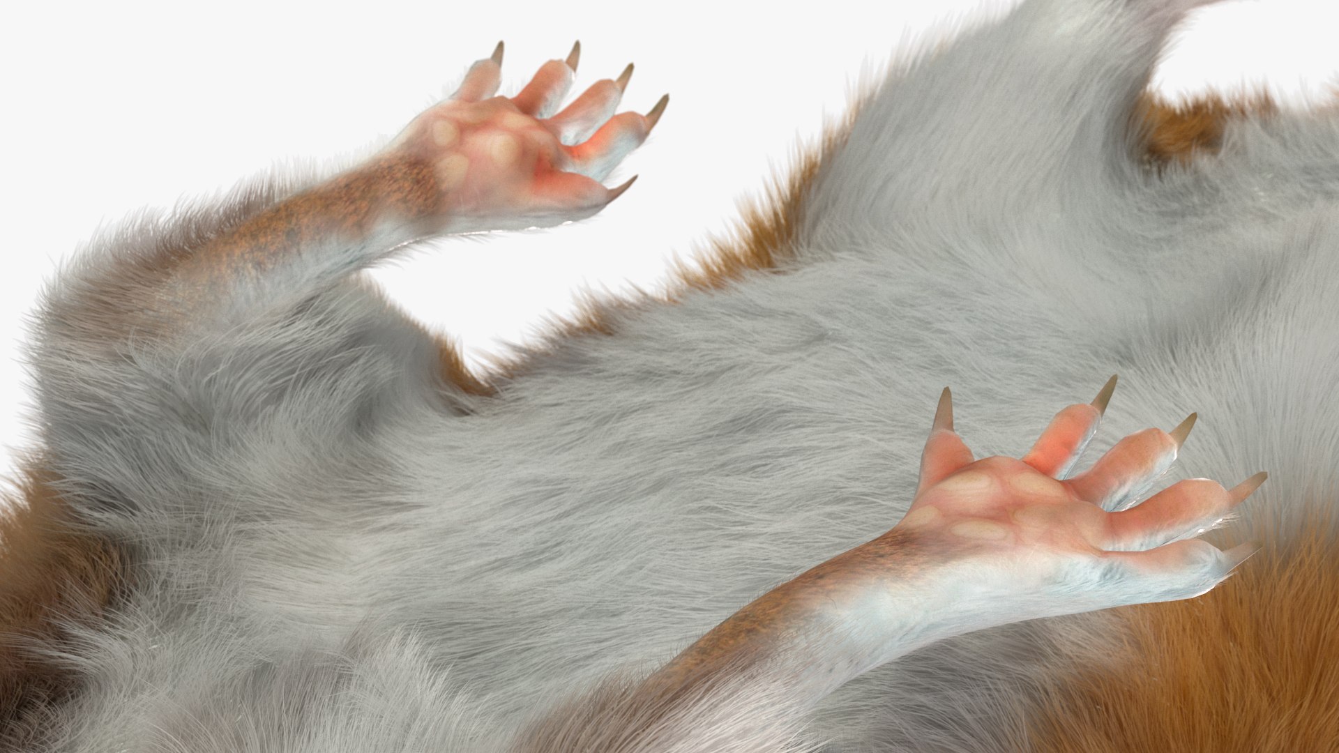 Kakadu Pebble-mound Mouse Base Pose Fur 3D - TurboSquid 2199208