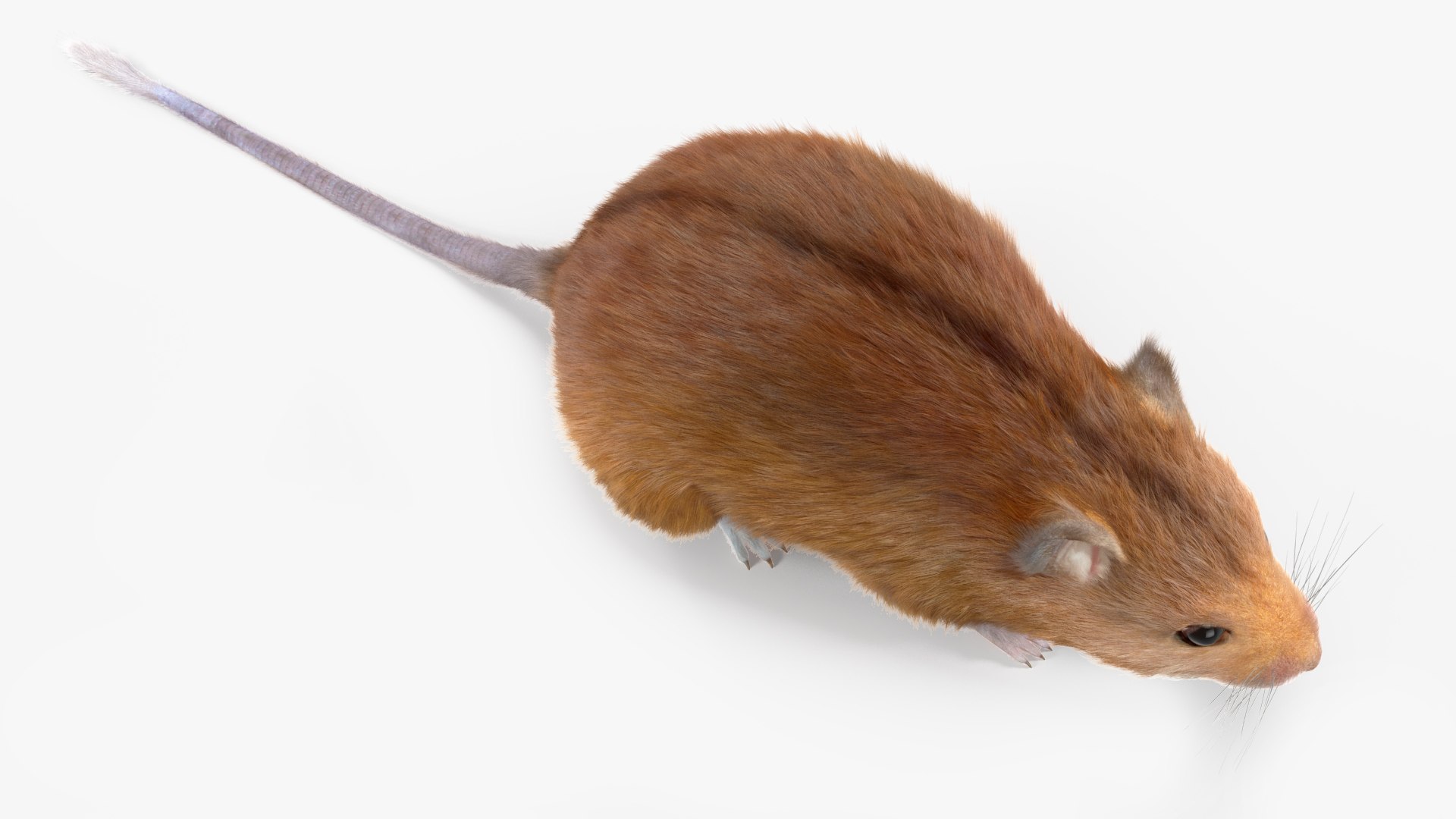 Kakadu Pebble-mound Mouse Base Pose Fur 3D - TurboSquid 2199208