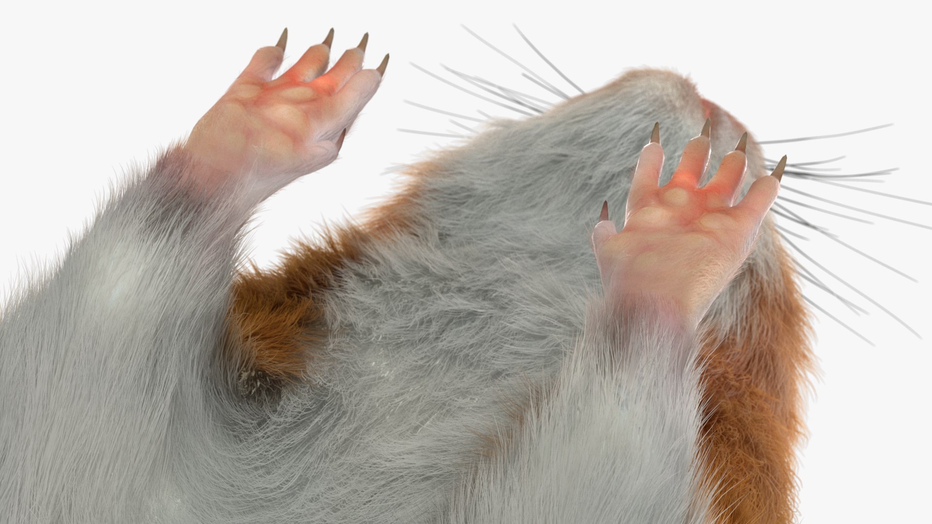 Kakadu Pebble-mound Mouse Base Pose Fur 3D - TurboSquid 2199208