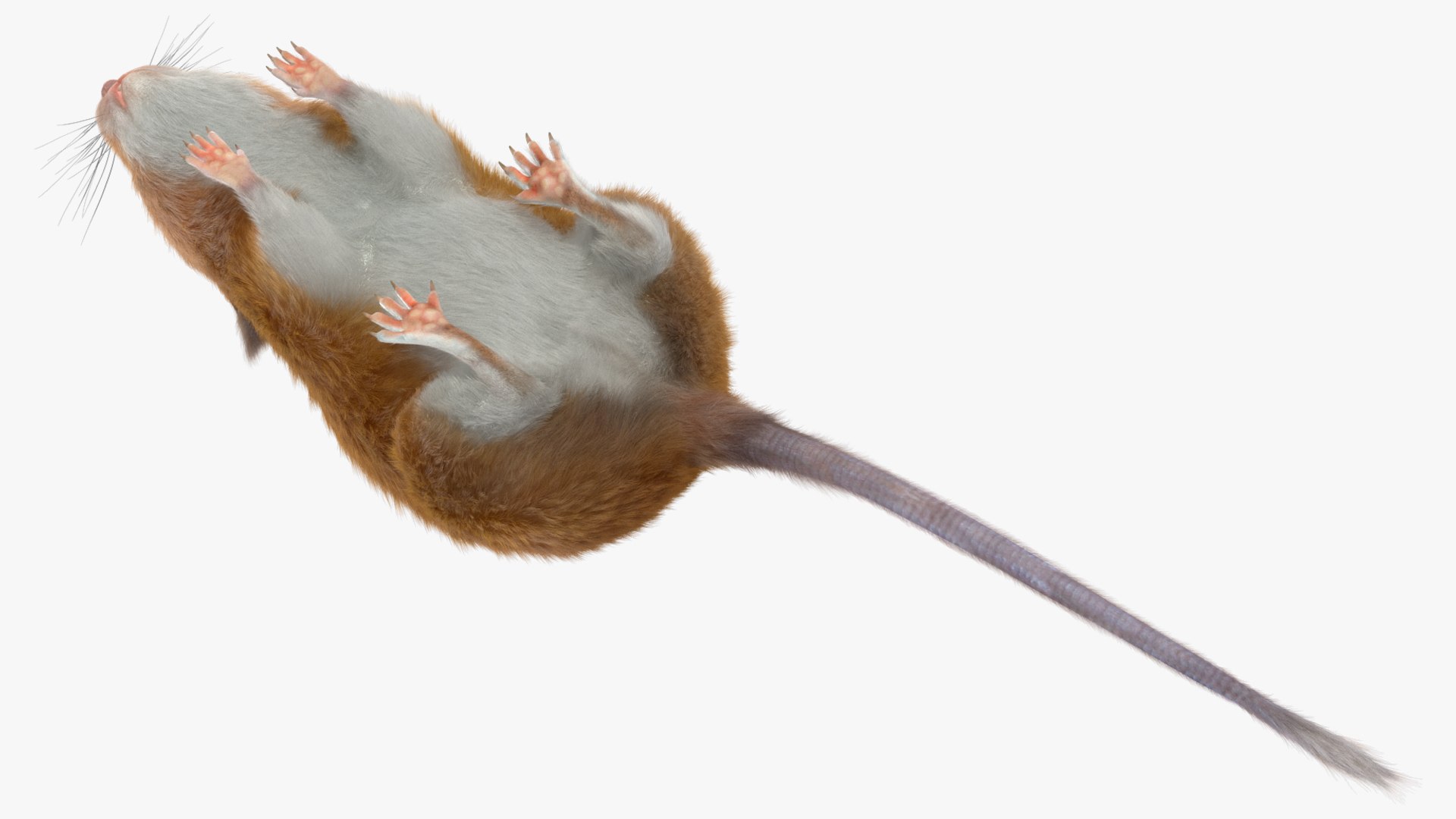 Kakadu Pebble-mound Mouse Base Pose Fur 3D - TurboSquid 2199208