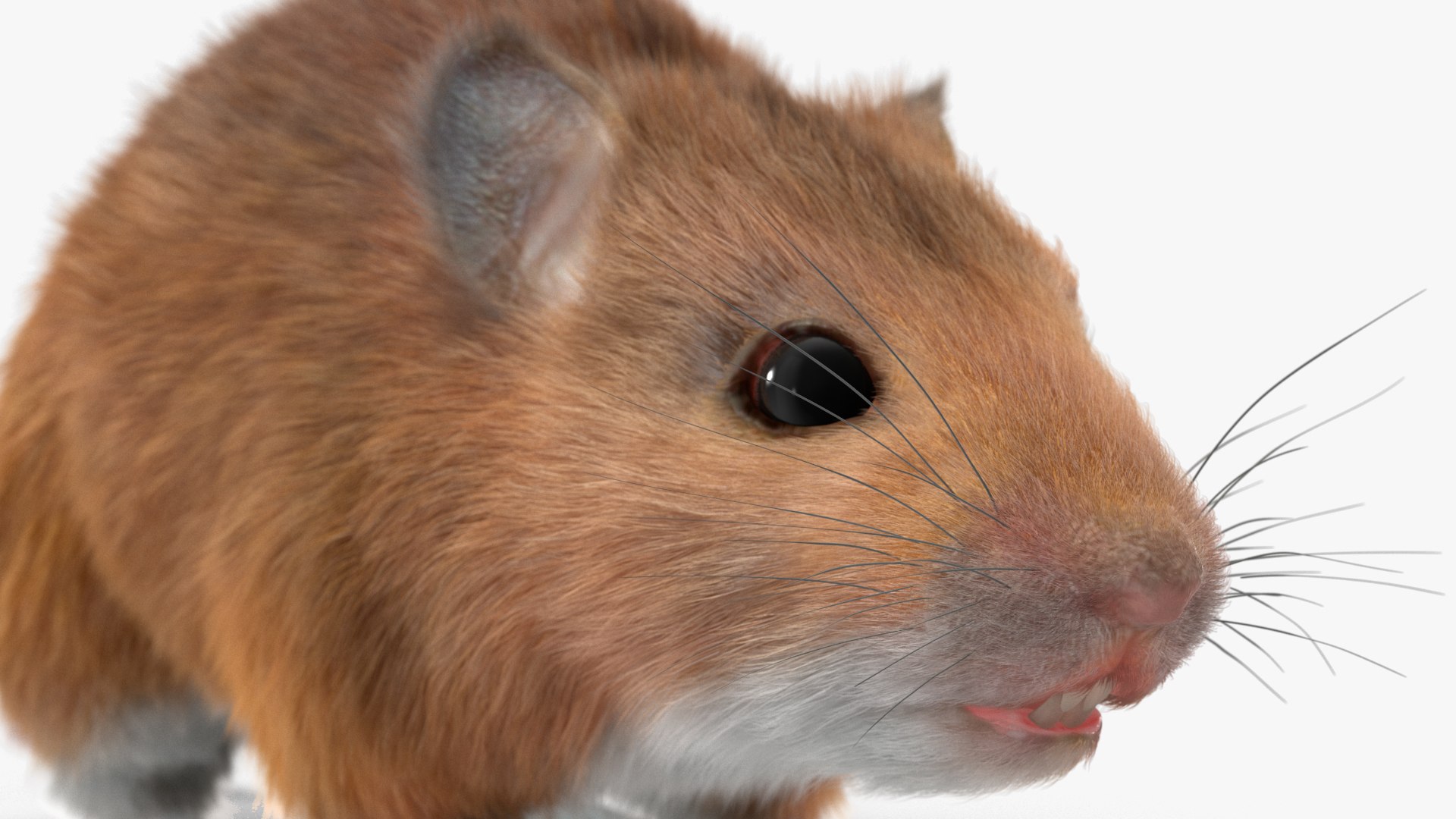 Kakadu Pebble-mound Mouse Base Pose Fur 3D - TurboSquid 2199208