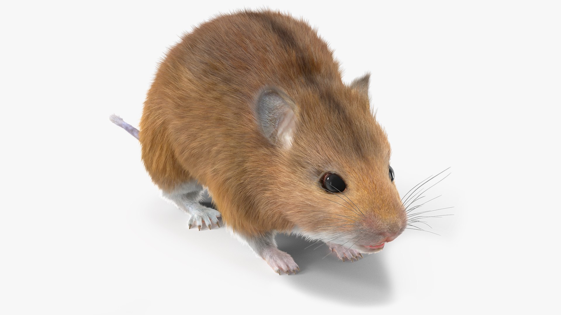 Kakadu Pebble-mound Mouse Base Pose Fur 3D - TurboSquid 2199208