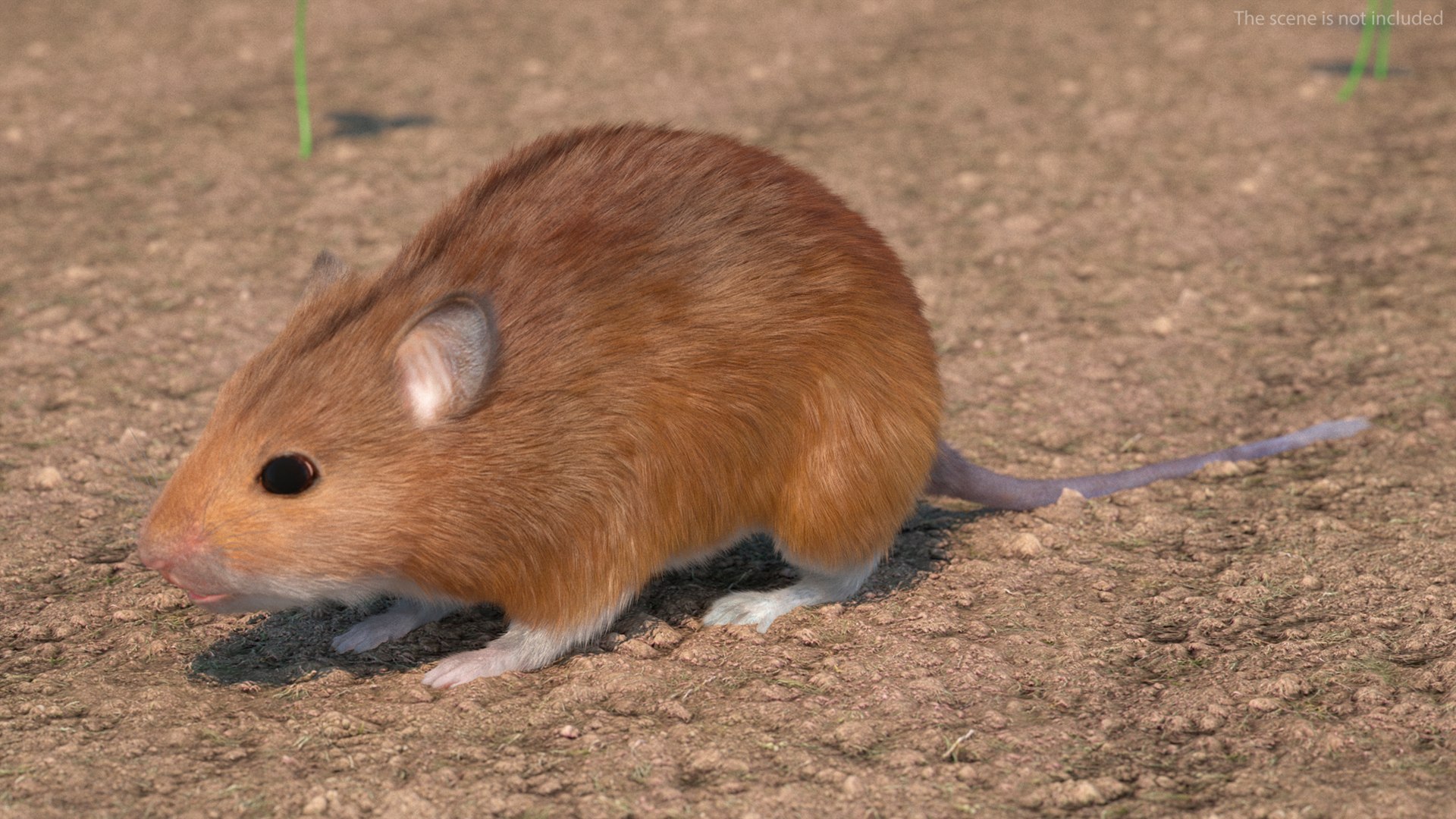 Kakadu Pebble-mound Mouse Base Pose Fur 3D - TurboSquid 2199208