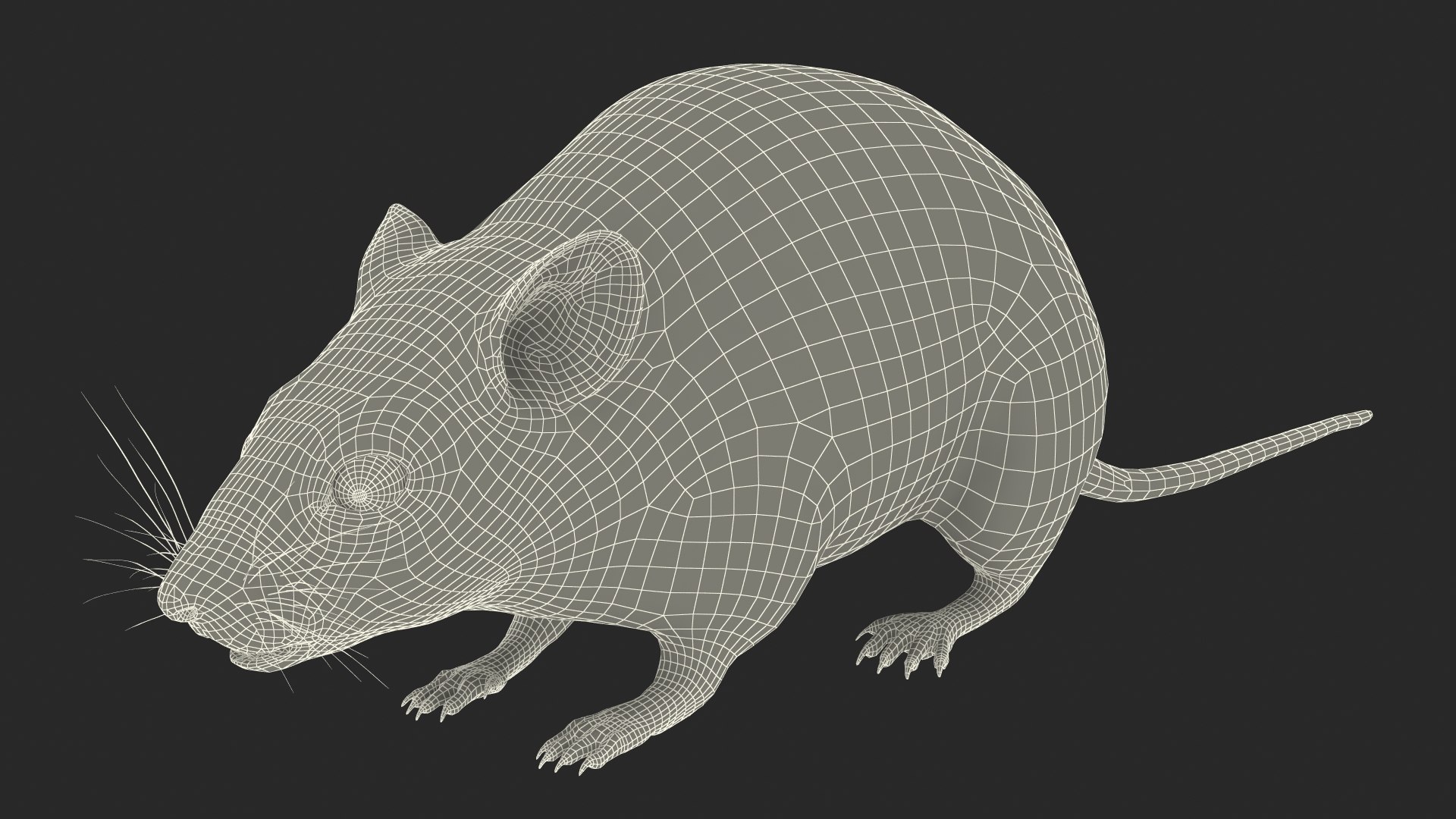 Kakadu Pebble-mound Mouse Base Pose Fur 3D - TurboSquid 2199208
