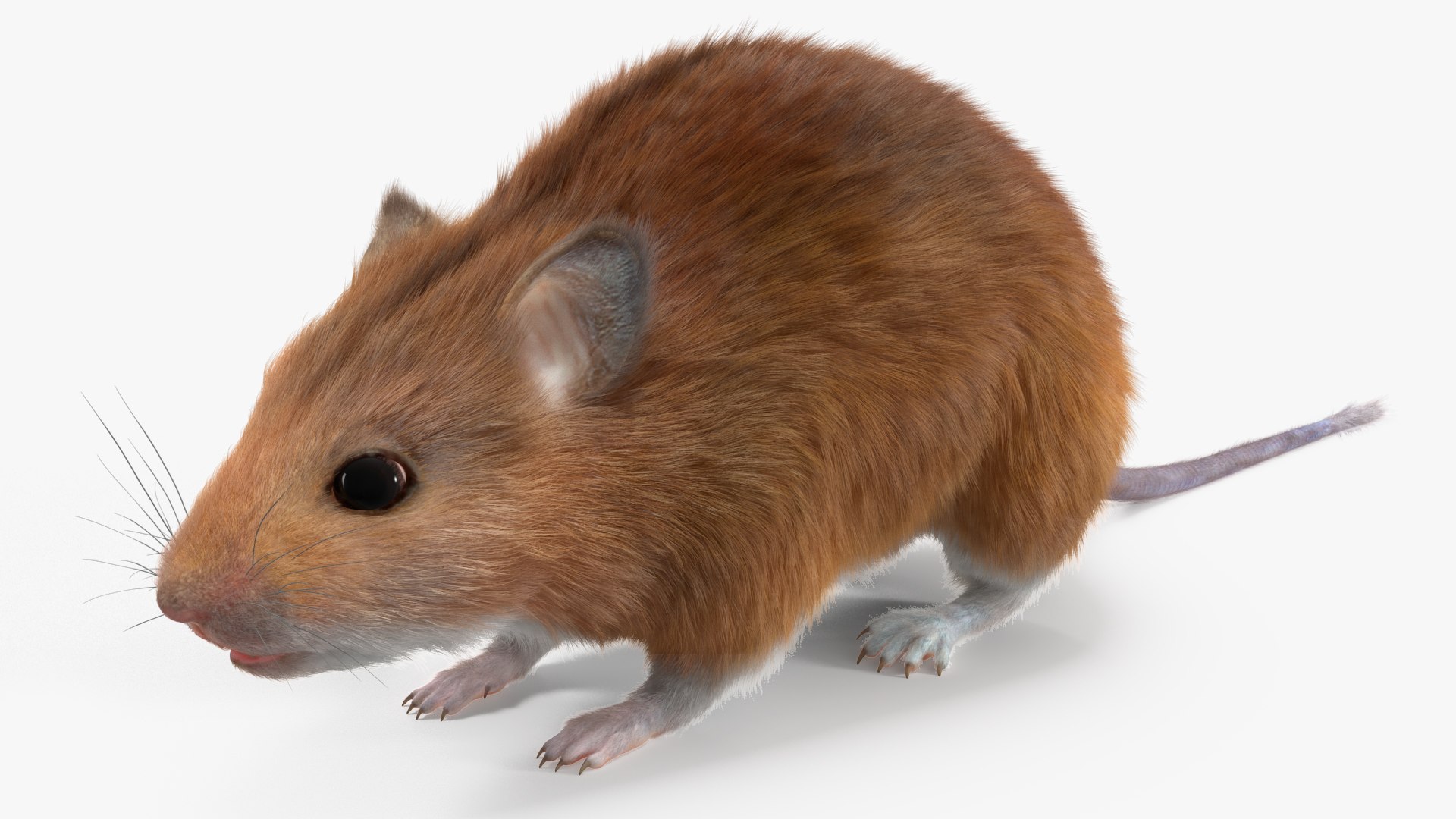 Kakadu Pebble-mound Mouse Base Pose Fur 3D - TurboSquid 2199208