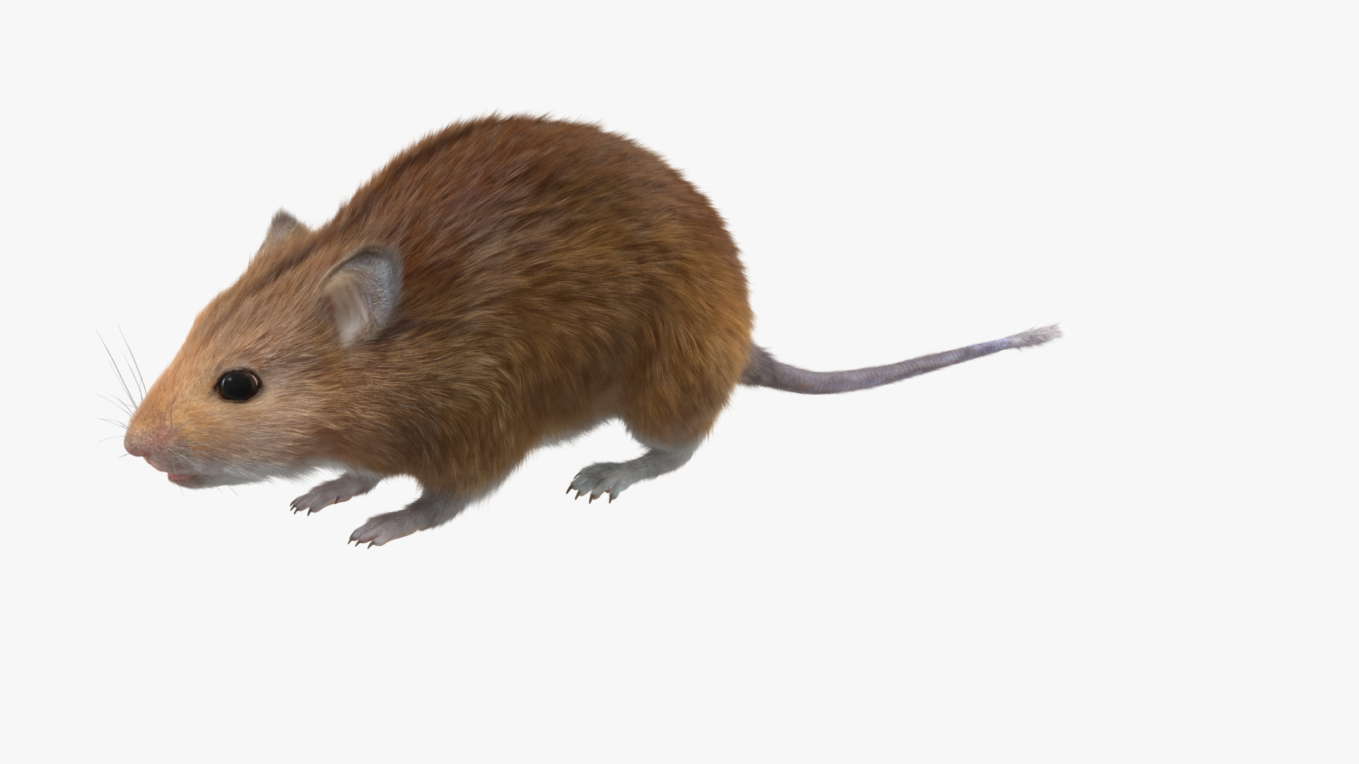 Kakadu Pebble-mound Mouse Base Pose Fur 3D - TurboSquid 2199208