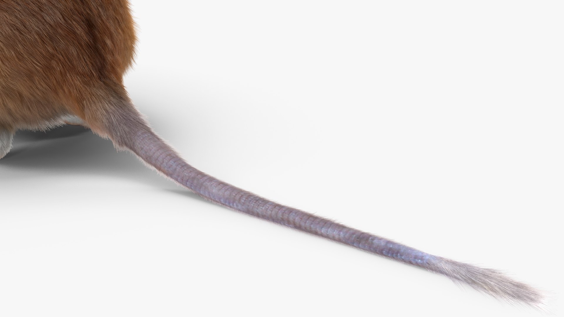 Kakadu Pebble-mound Mouse Base Pose Fur 3D - TurboSquid 2199208