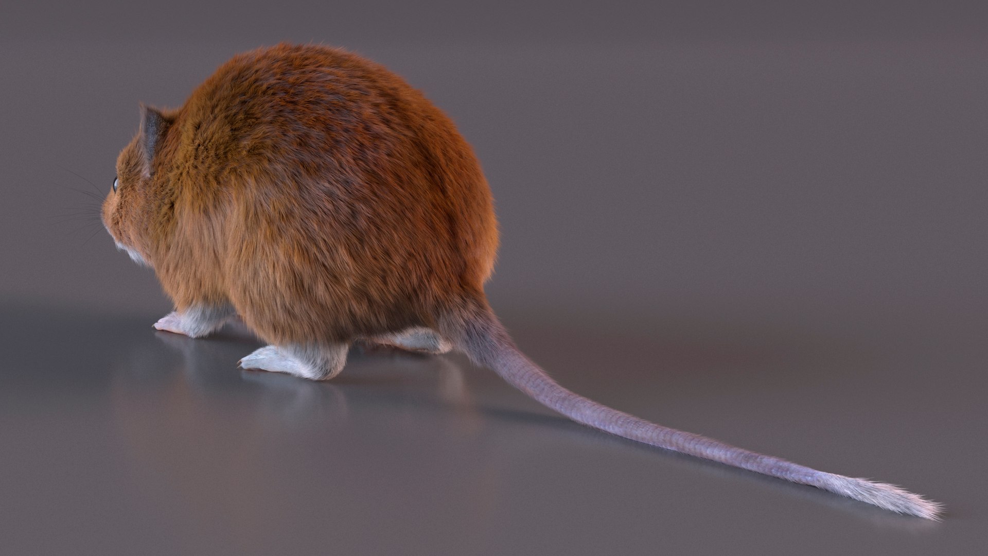 Kakadu Pebble-mound Mouse Base Pose Fur 3D - TurboSquid 2199208