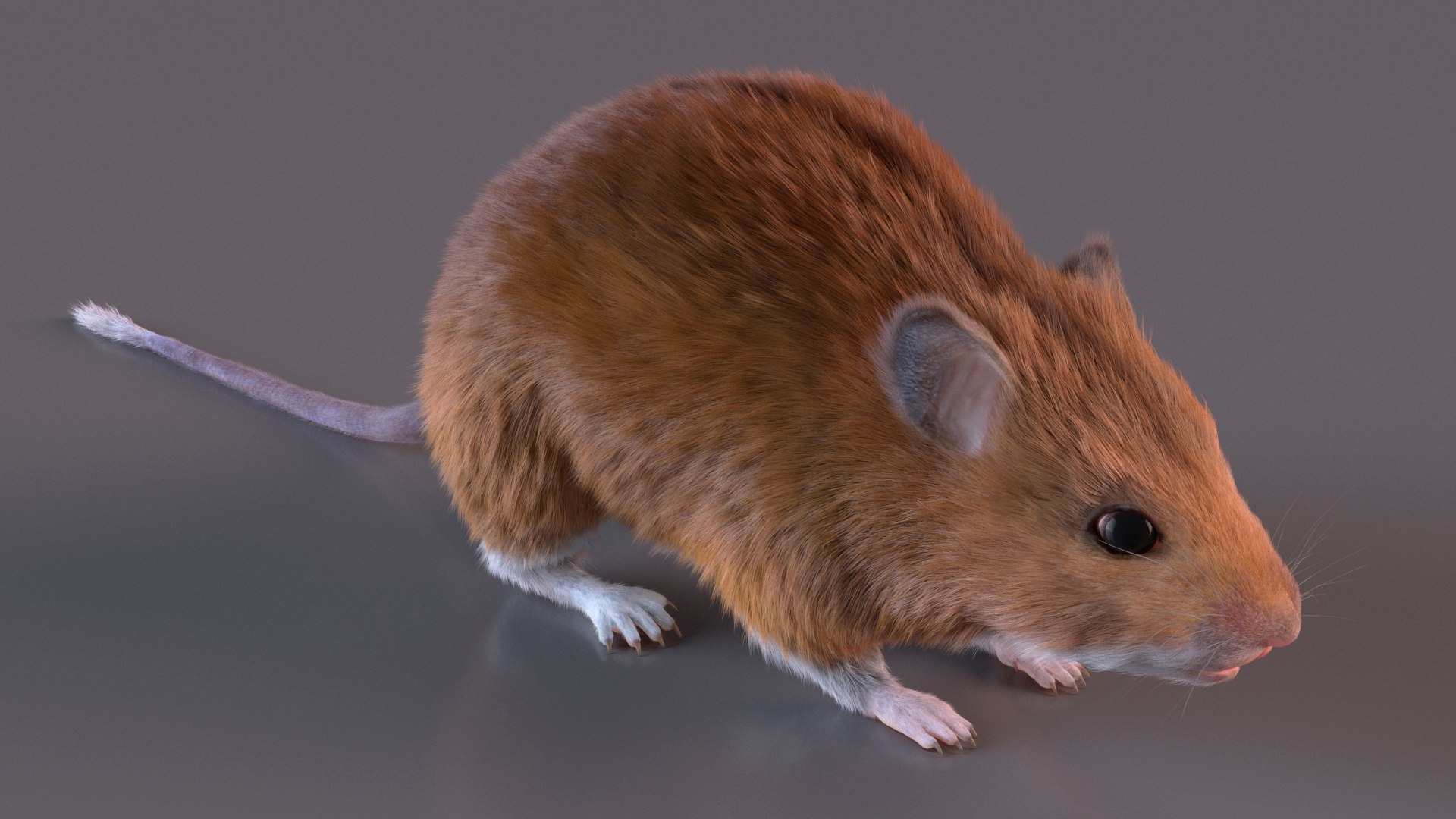 Kakadu Pebble-mound Mouse Base Pose Fur 3D - TurboSquid 2199208