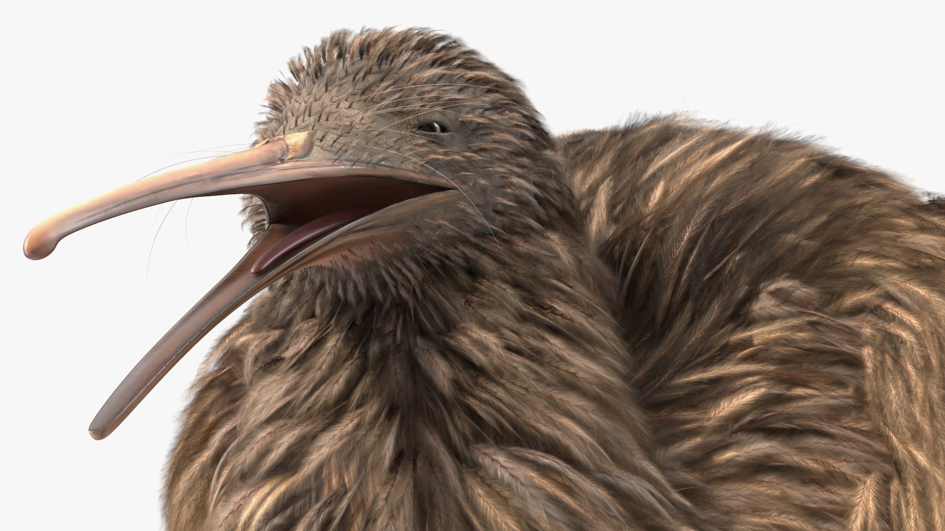 3D Model Kiwi Bird Rigged - TurboSquid 2112968