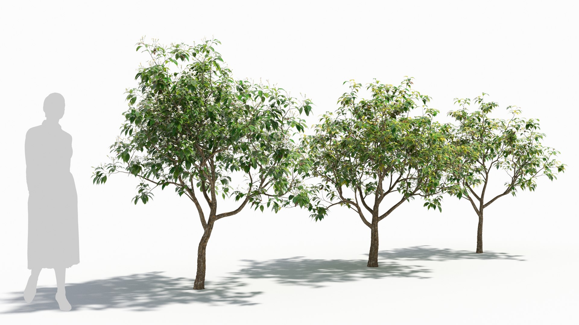 Ervatamia Tree Model - TurboSquid 2025898
