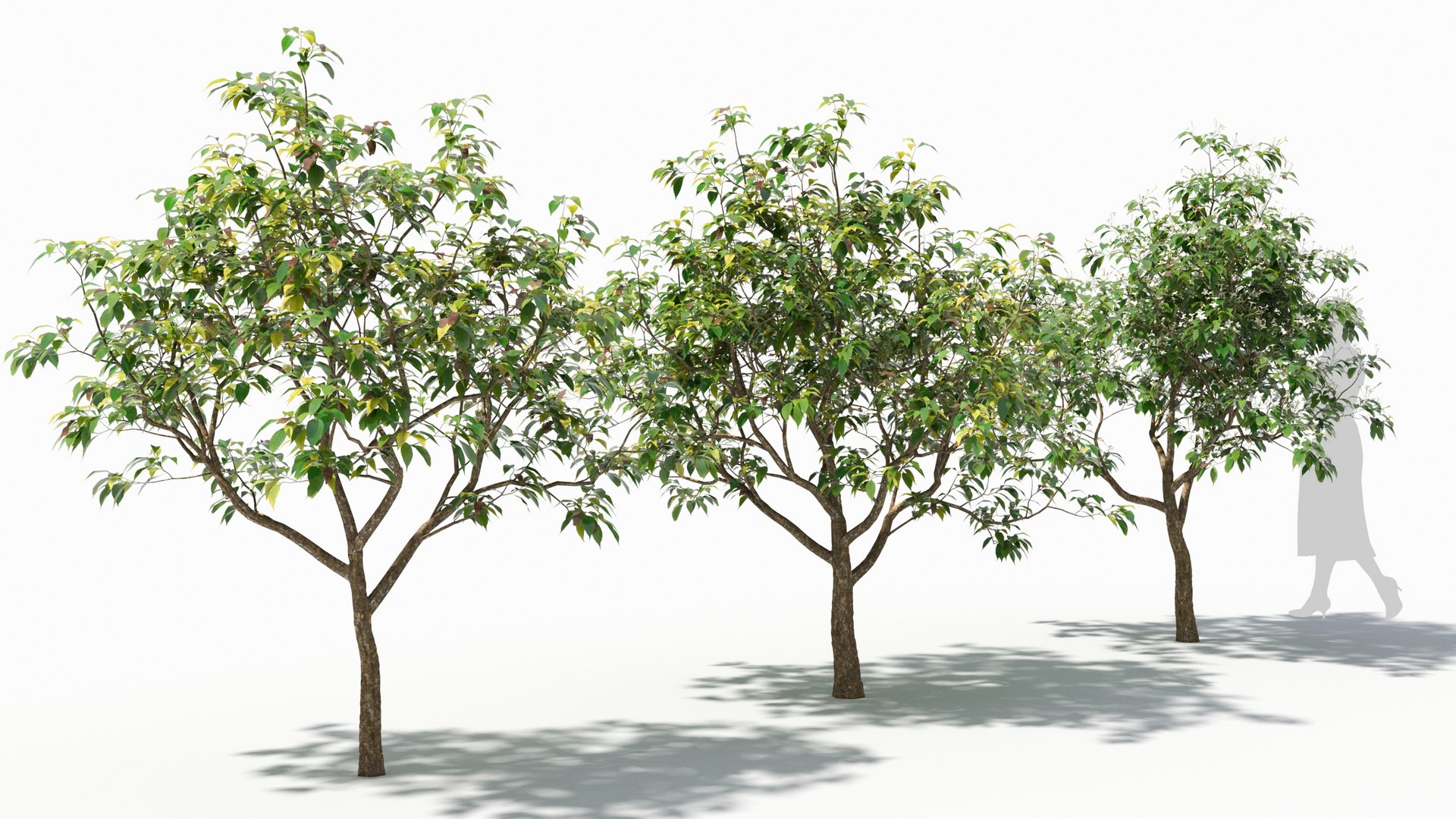 Ervatamia Tree Model - TurboSquid 2025898