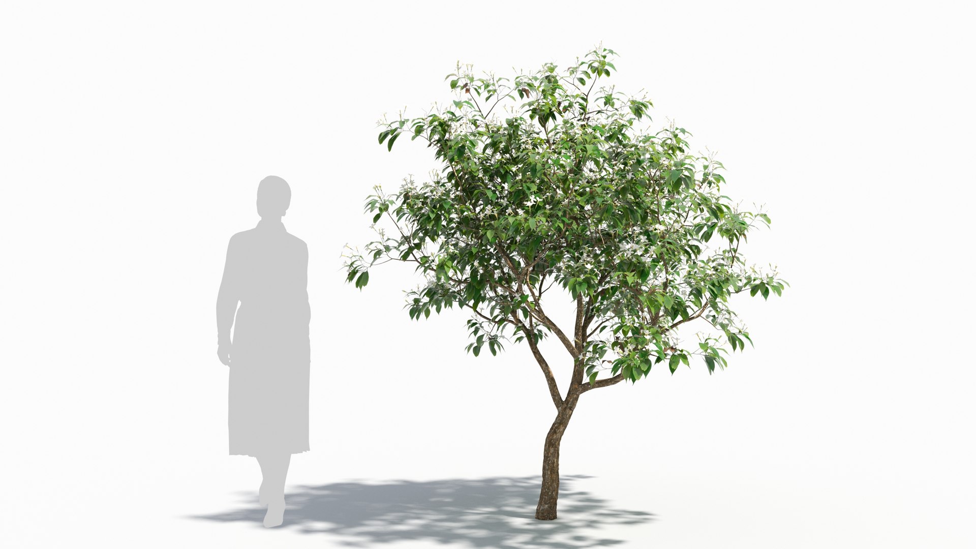 Ervatamia Tree Model - TurboSquid 2025898