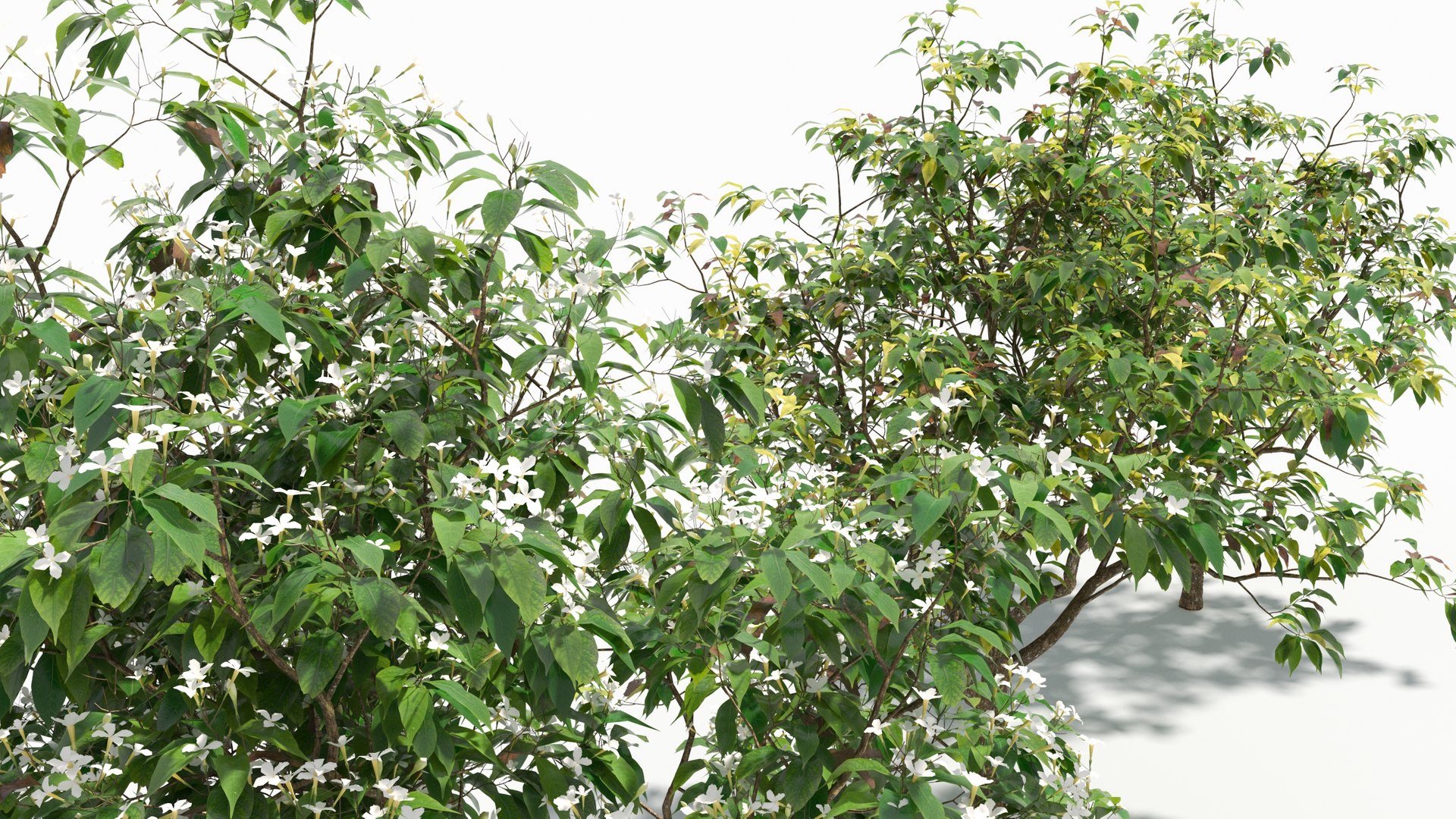 Ervatamia Tree Model - TurboSquid 2025898