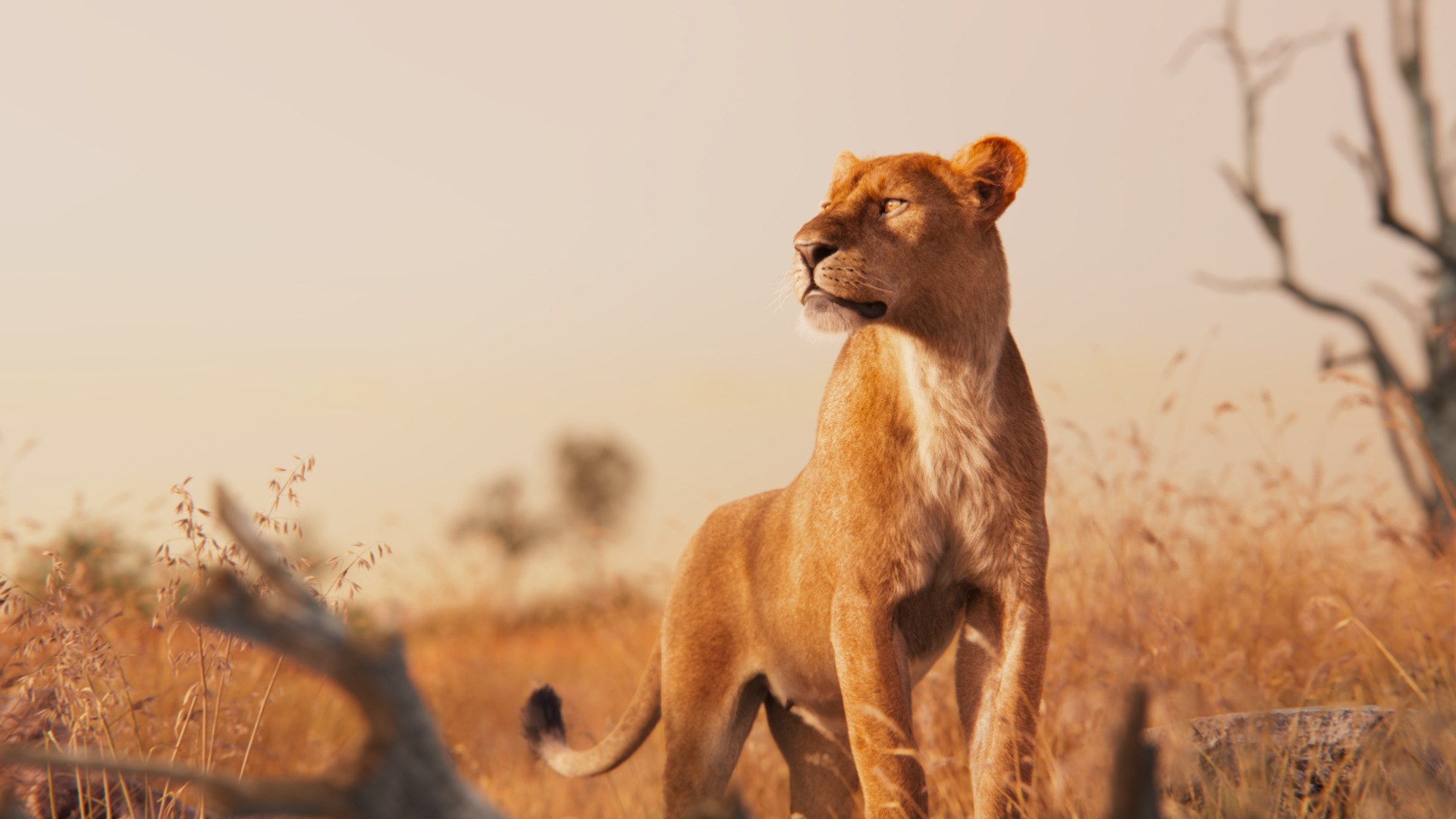 3D Female Lion Animated - TurboSquid 2079133