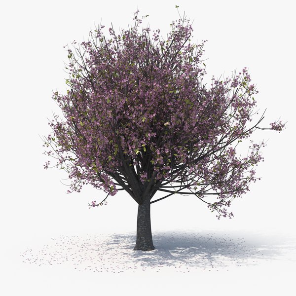Cherry Tree 3ds Max Models for Download | TurboSquid