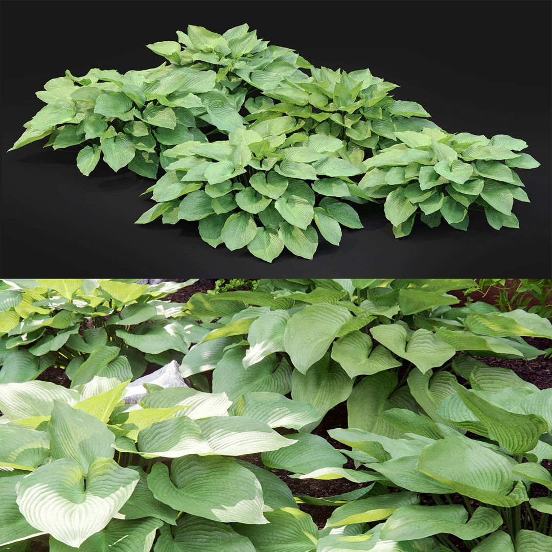 3D Model Hosta 02 - TurboSquid 1822032
