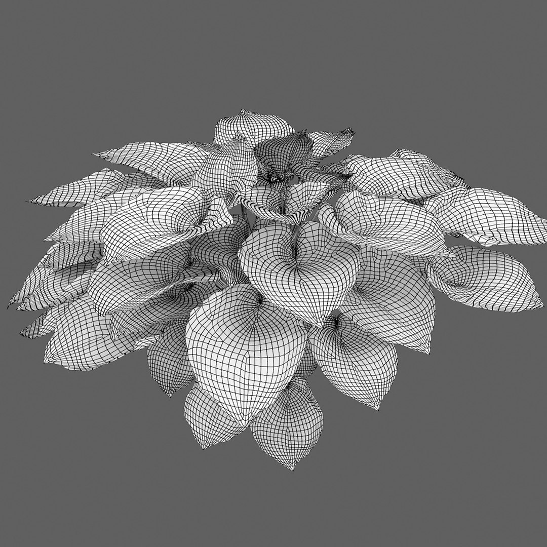 3D Model Hosta 02 - TurboSquid 1822032