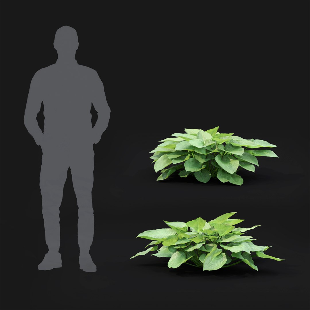 3D Model Hosta 02 - TurboSquid 1822032