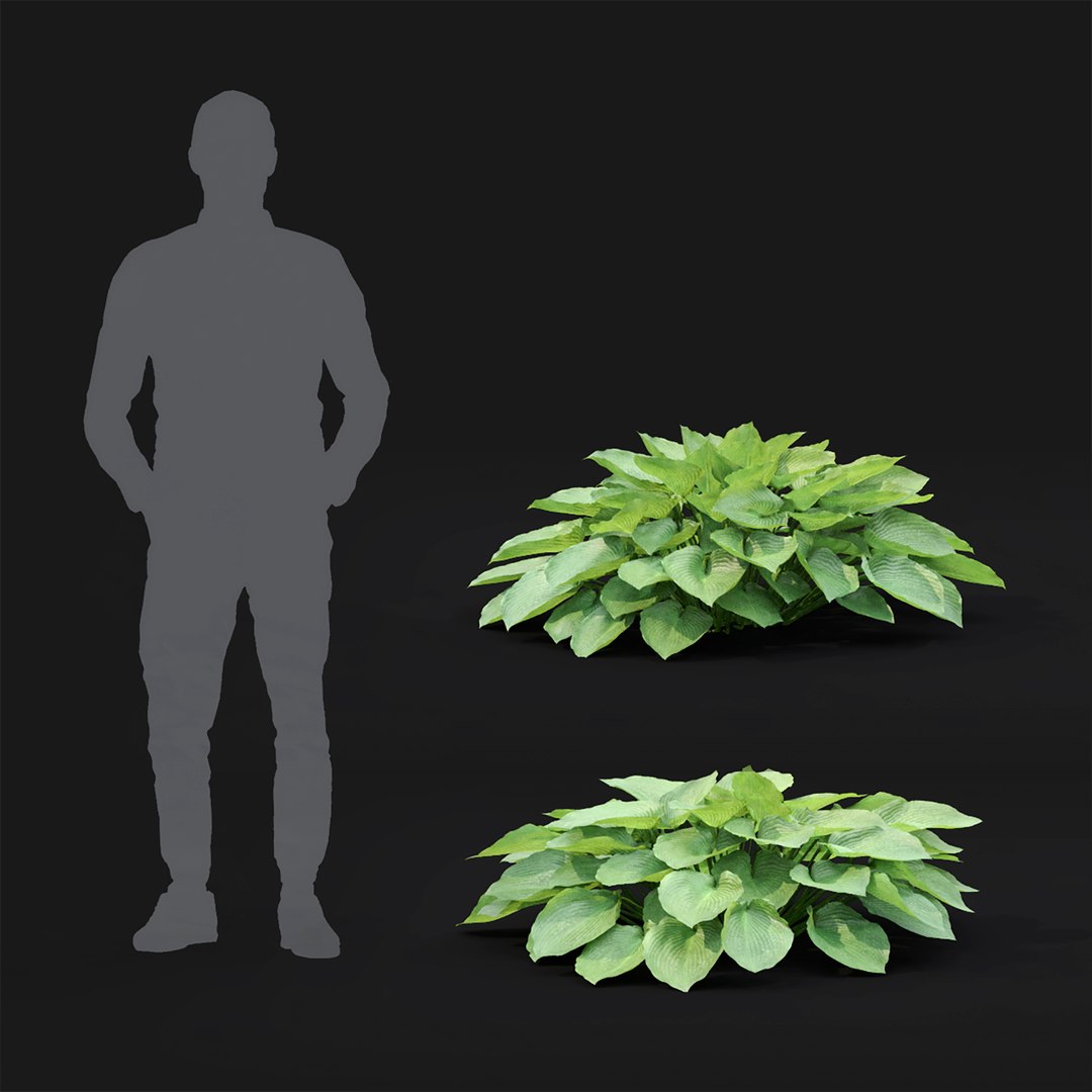 3D Model Hosta 02 - TurboSquid 1822032