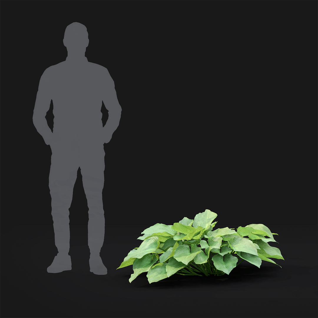 3D model Hosta 02 - TurboSquid 1822032